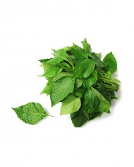 Cumin Leaf – Golden Farm Siam